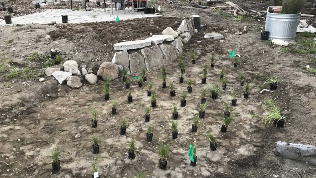 Turf Alternatives | Chino Basin Water Conservation District